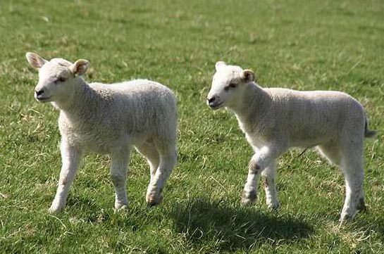 Larry, The Confused Lamb | The Ballestero Blog